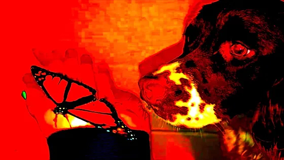 Pervading Animal - americas.dafilms.com | watch online